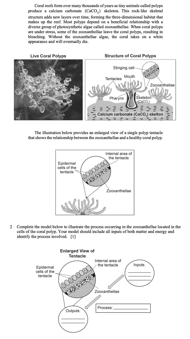Coral Reefs Sample Cluster | NY Science Standards Wiki