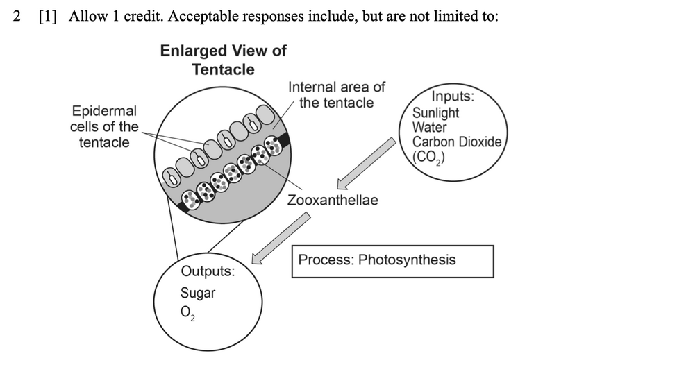 Coral Reefs Sample Cluster | NY Science Standards Wiki